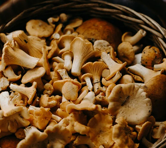 Home - Technical Chefs